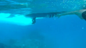 Diver Struck by Propeller Caught on Underwater Video